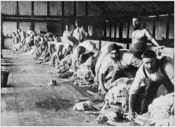 The Wool Industry as a Symbol of Colonialism | Wool Facts