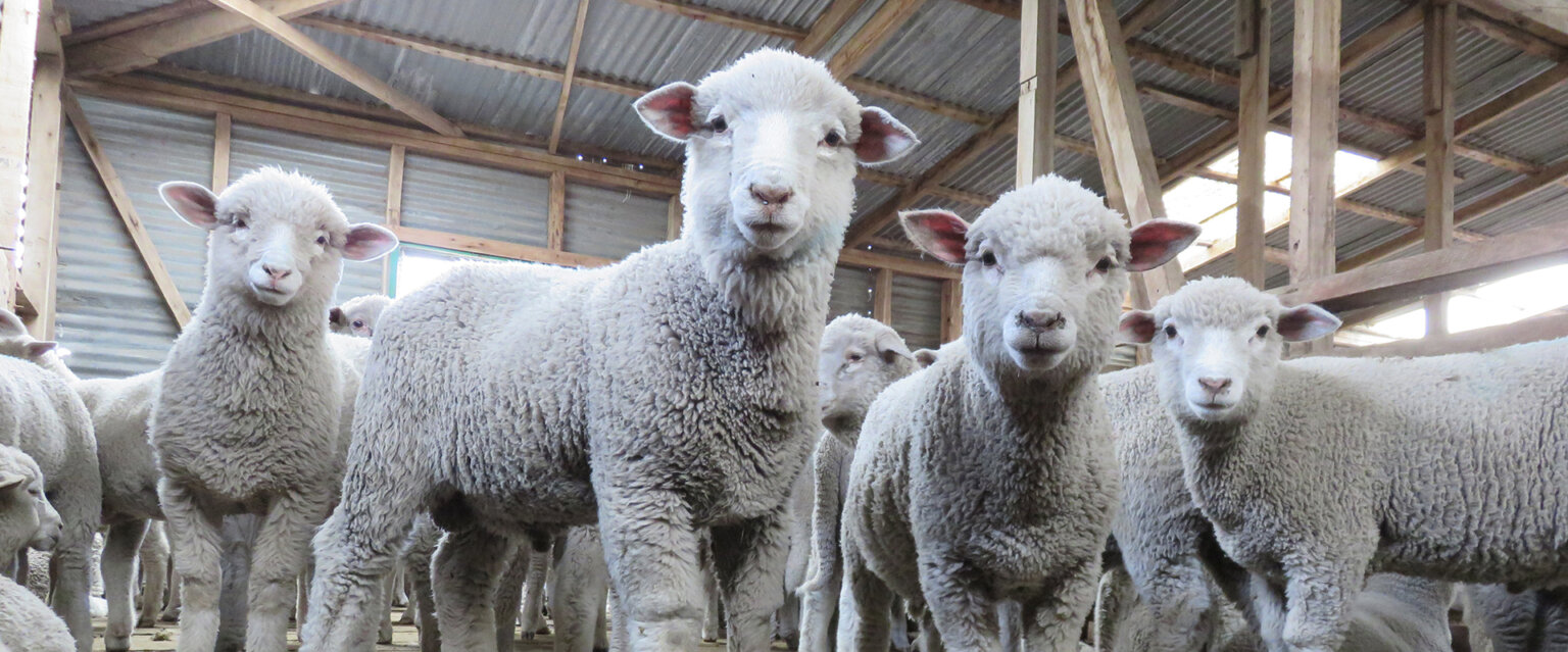Investigations Into Wool and Sheep Farming Practices | Wool Facts
