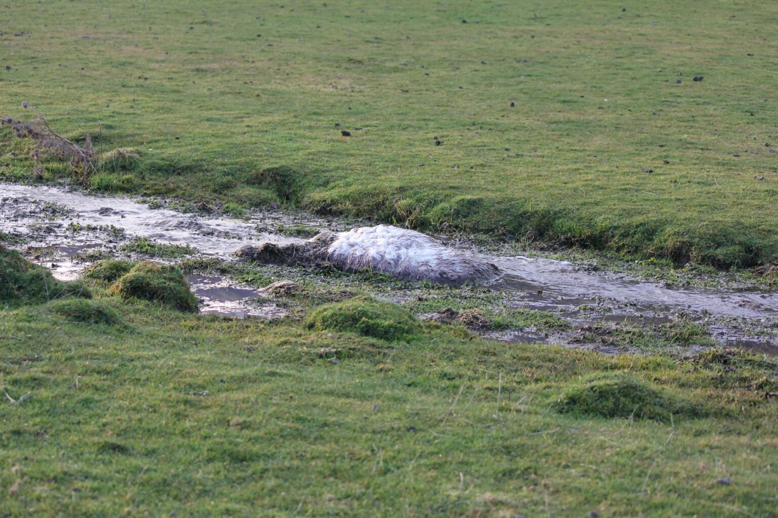 Wool and Water Pollution| Wool Facts